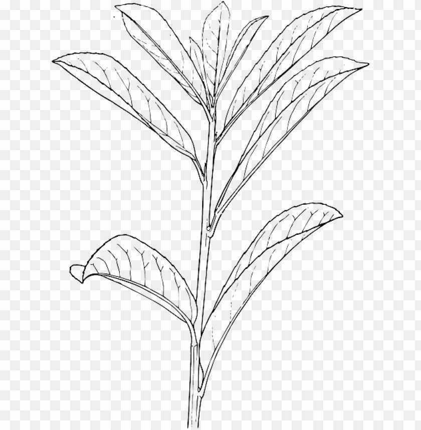 Free download | HD PNG outline plants plant laurel bush shrub shrubs ...
