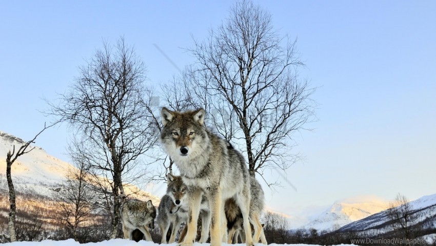 Free download | HD PNG pack of wolves winter morning wolf wallpaper ...