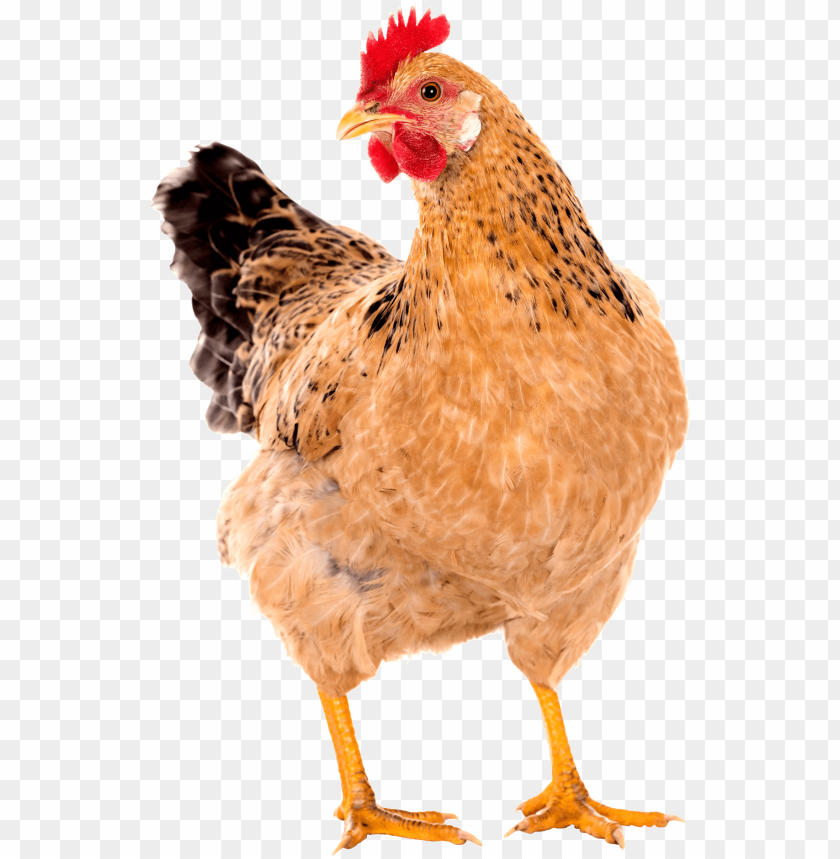 Free download | HD PNG packed chicken meat png PNG transparent with ...