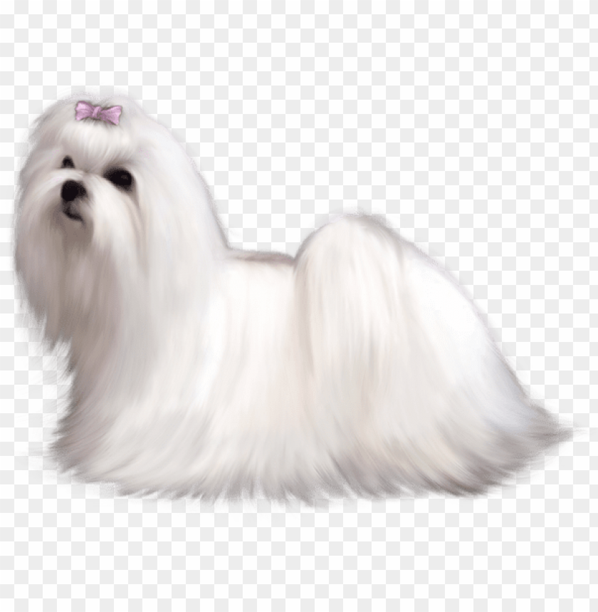 Free download | HD PNG painted maltese dogpicture | TOPpng