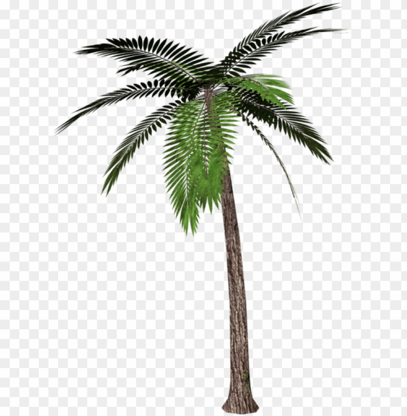 Free download | HD PNG PNG image of palm tree with thin trunk and long ...