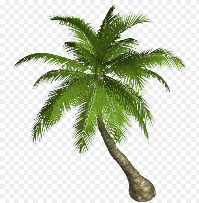 Free download | HD PNG palmboom PNG transparent with Clear Background ...