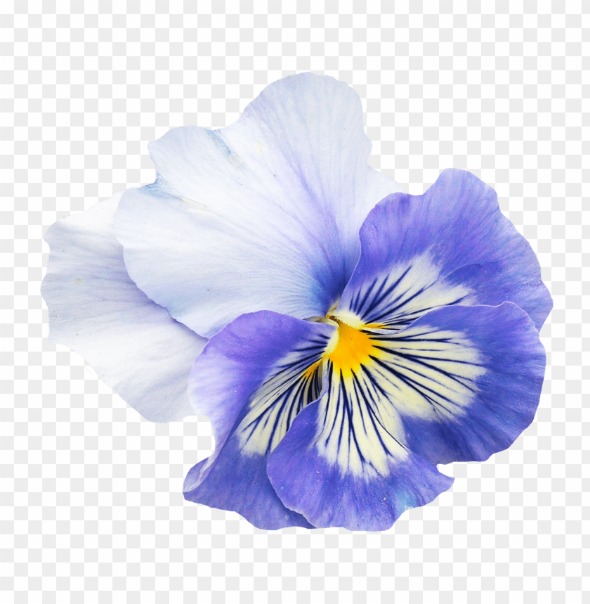 Free download | HD PNG PNG image of pansy flower with a clear ...