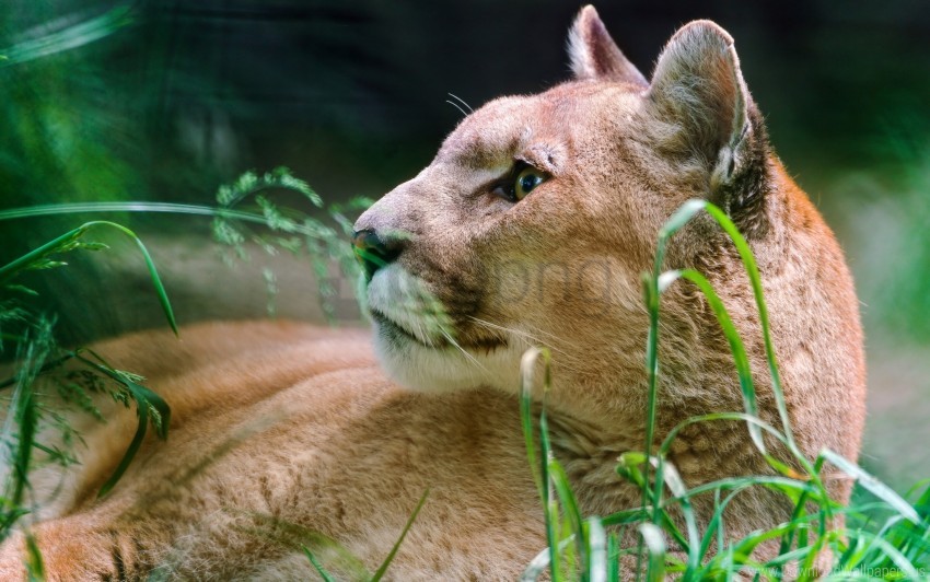 Free download | HD PNG panther predator puma wallpaper background best ...
