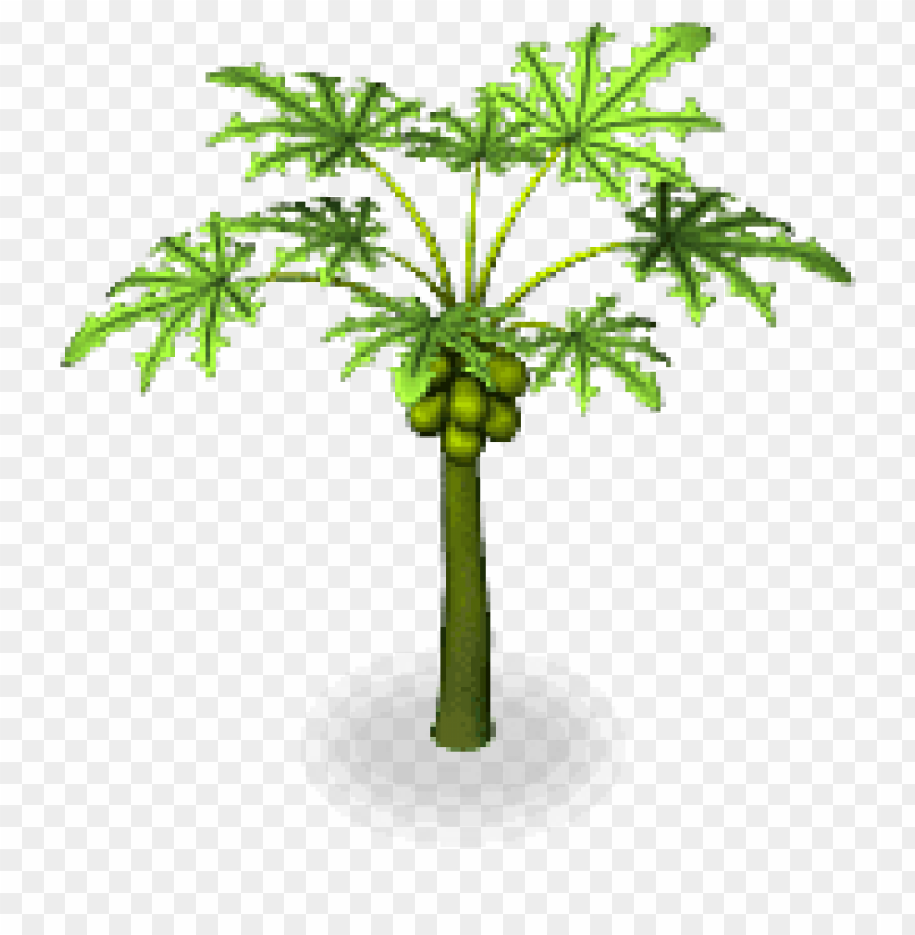 Free download | HD PNG papaya tree PNG transparent with Clear ...