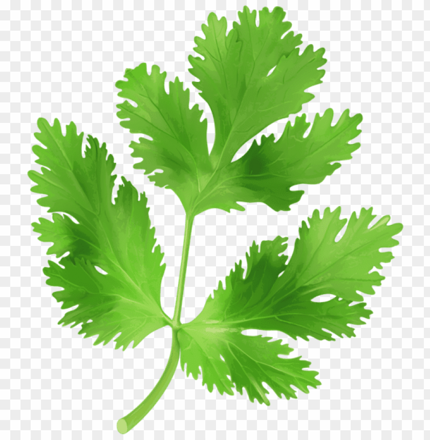Cilantro Leaves cutout PNG & clipart images | TOPpng