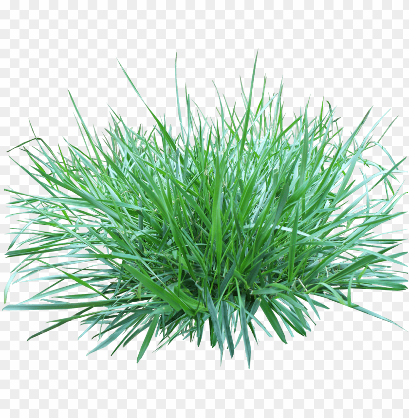 Free download | HD PNG PNG image of dense green grass patch with a ...