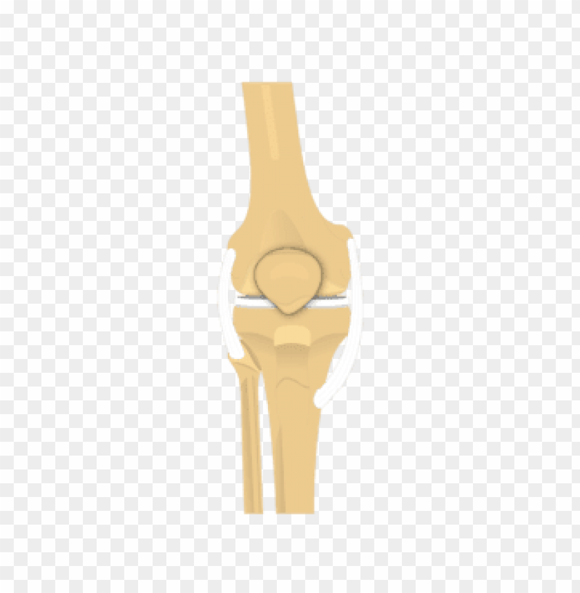 Free download | HD PNG Transparent background PNG image of patella bone ...