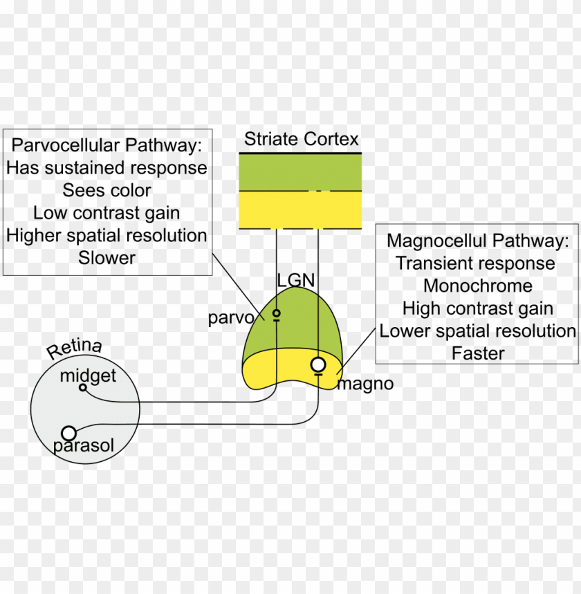 Free download | HD PNG pathway png PNG transparent with Clear ...