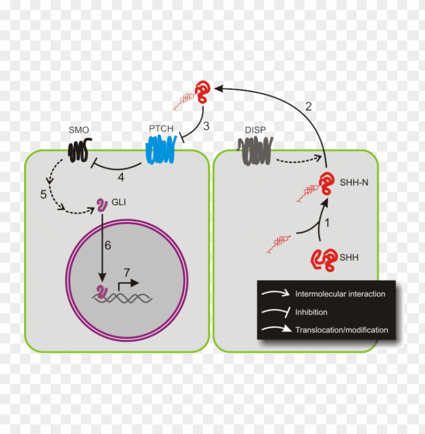 Free Png Pathway Png Png Image With Transparent Background Map Path ...