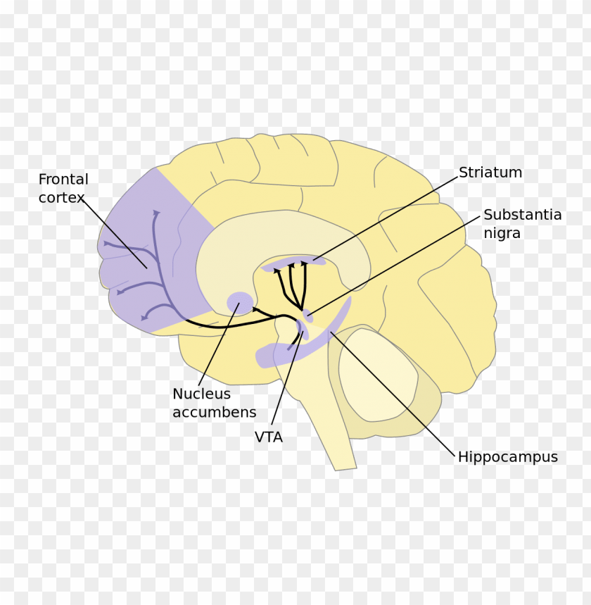 Frontal Cortex cutout PNG & clipart images | TOPpng