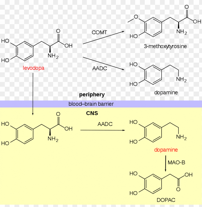 Free download | HD PNG pathway png PNG transparent with Clear ...