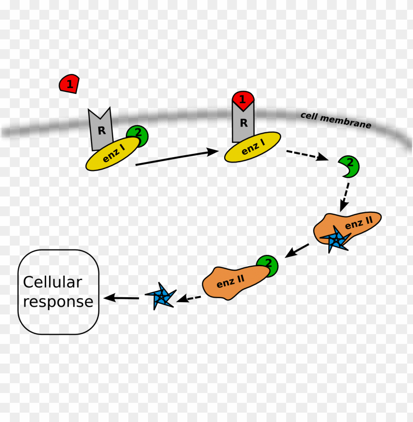 Cellular Response cutout PNG & clipart images | TOPpng