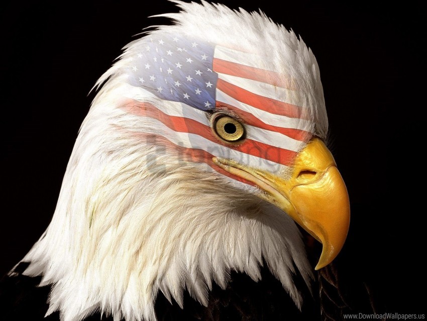 Free download | HD PNG patriot wallpaper background best stock photos ...