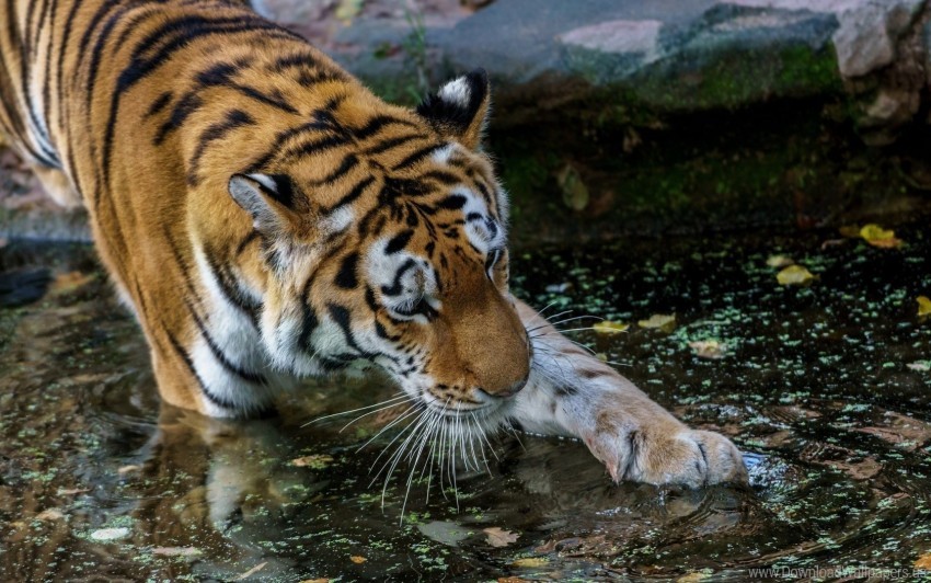 Free download | HD PNG paw predator tiger water wallpaper background ...