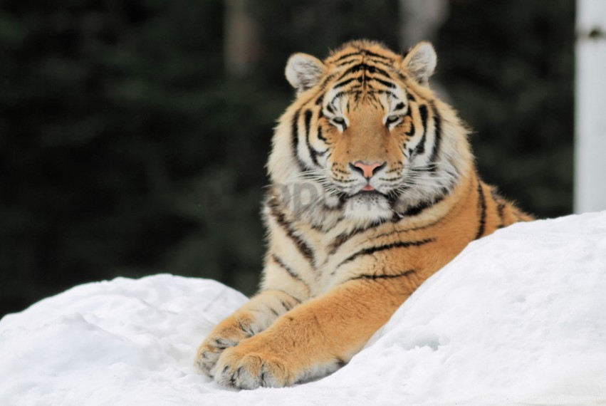 Free download | HD PNG paw snow tiger wallpaper background best stock ...