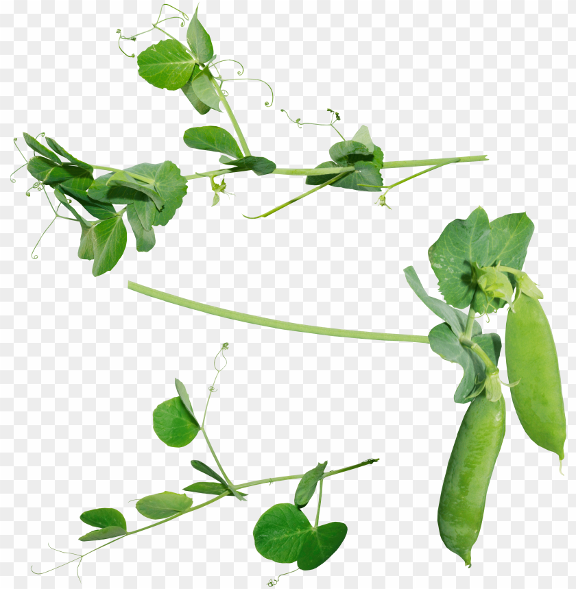 Fruit Pod cutout PNG & clipart images | TOPpng