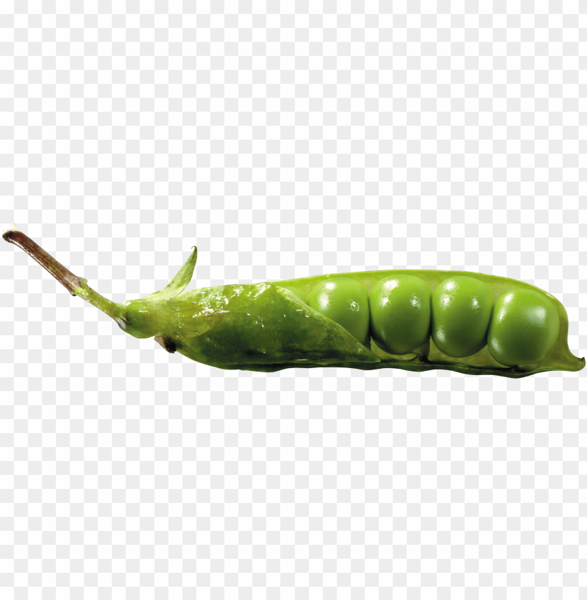Free download | HD PNG pea PNG images with transparent backgrounds ...