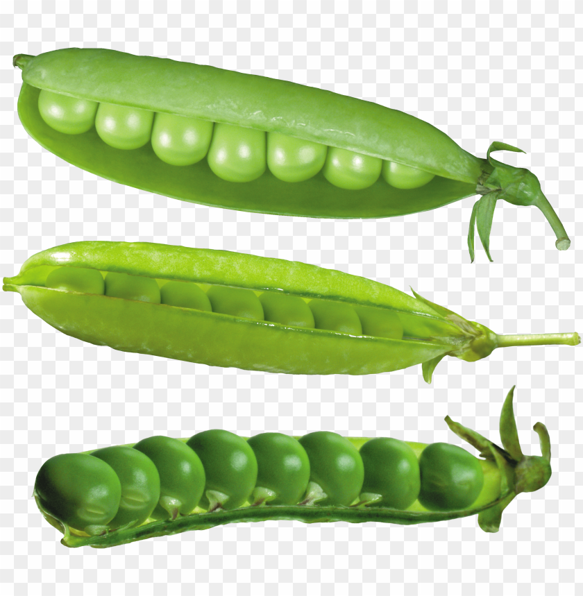 Free download | HD PNG pea PNG images with transparent backgrounds ...