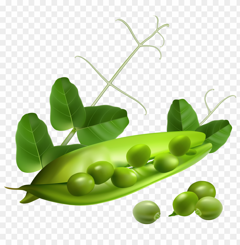 Free download | HD PNG pea plant with pods and leaves illustration ...