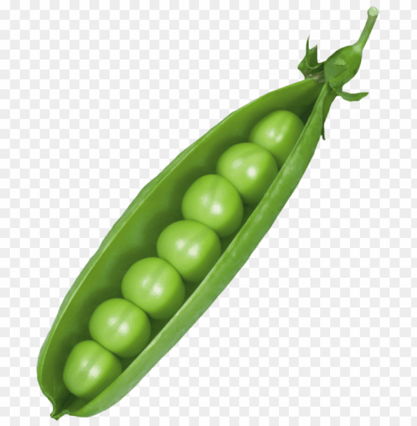 Free download | HD PNG Transparent pea pod with opened shell showing ...