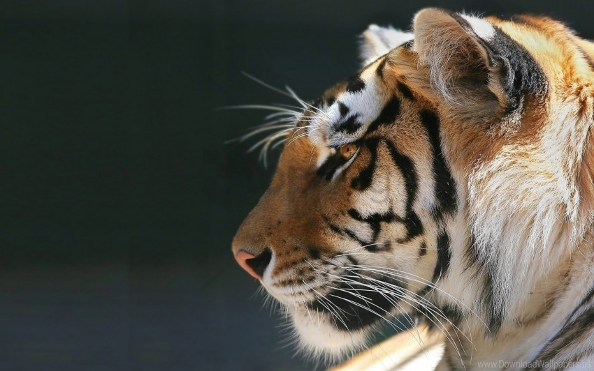Free download | HD PNG peace pet predator tiger wallpaper background ...