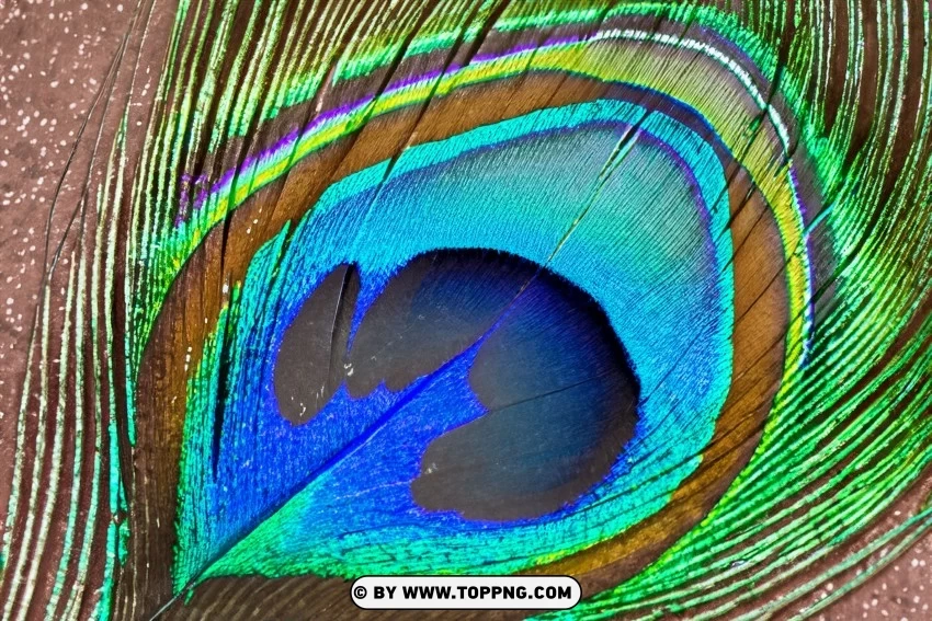 Free download | HD PNG peacock feather close up free high quality photo on textured background ...