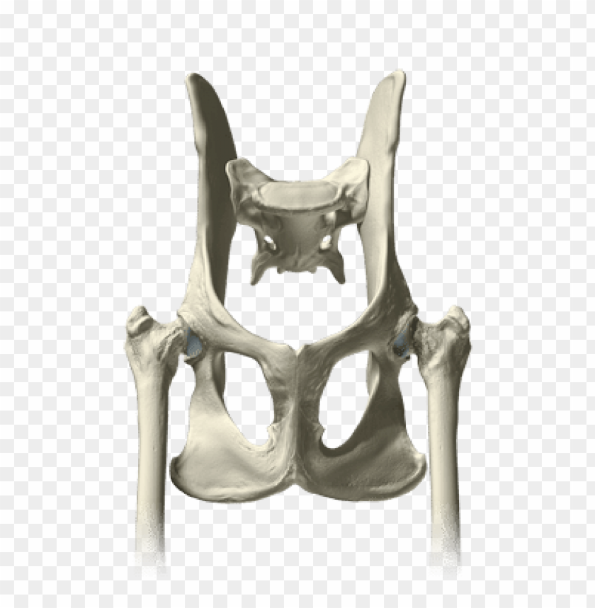 Free download | HD PNG Transparent background PNG image of pelvis bones ...