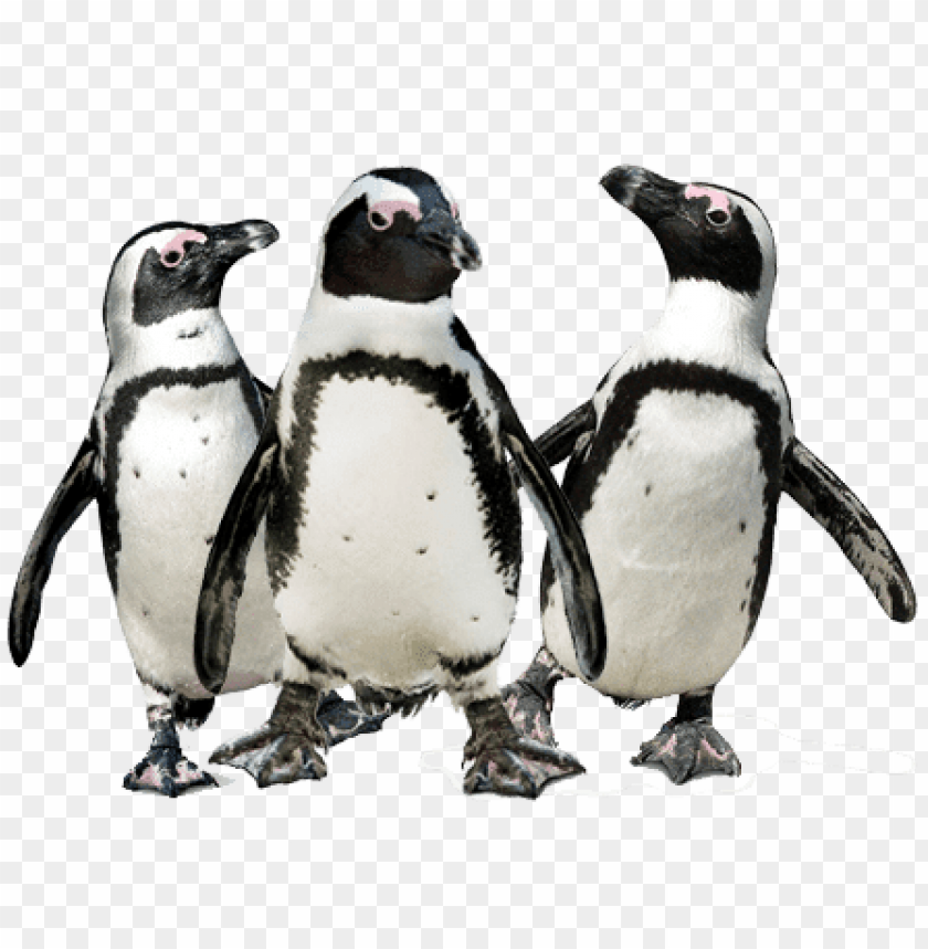Free download | HD PNG penguin trio | TOPpng