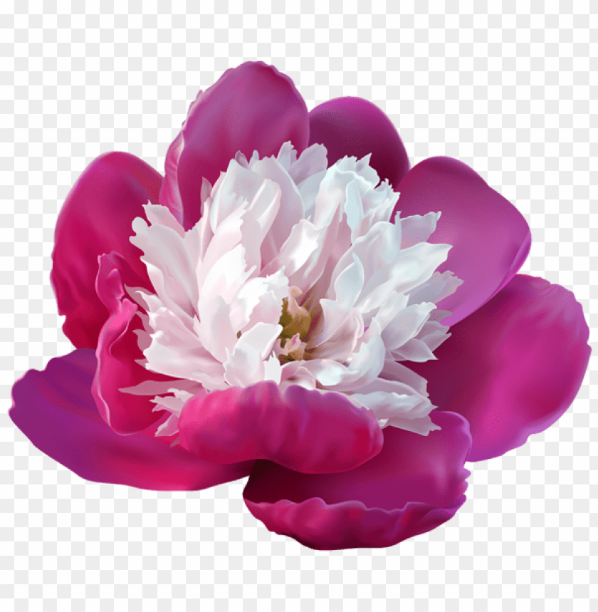 Free download | HD PNG PNG image of peony transparent with a clear ...