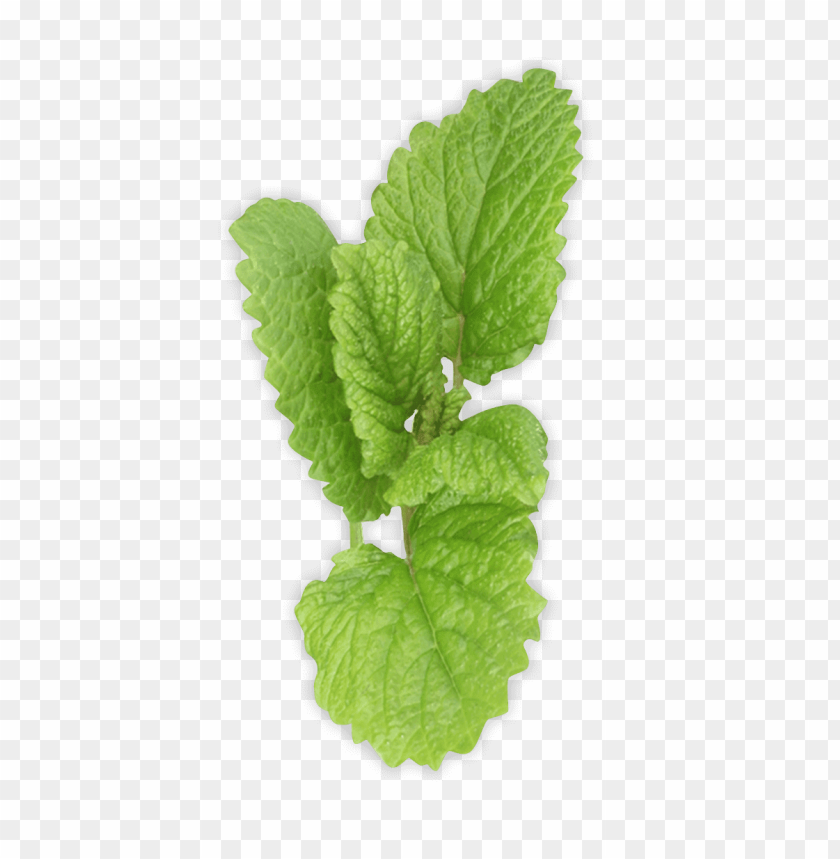 Free download | HD PNG PNG image of pepermint with a clear background ...