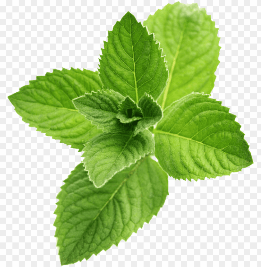 Free download | HD PNG PNG image of pepermint with a clear background ...