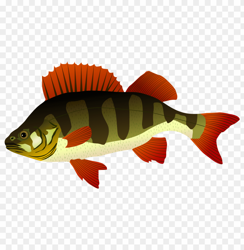 Free download | HD PNG striped perch fish png clipart png photo - 31807 ...