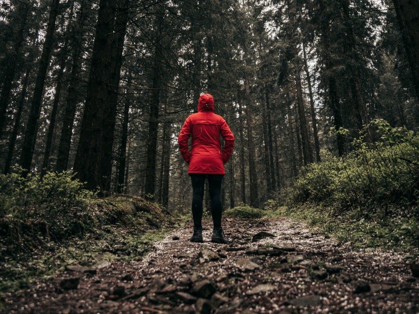 Free download | HD PNG person forest loneliness trees path 4k wallpaper ...
