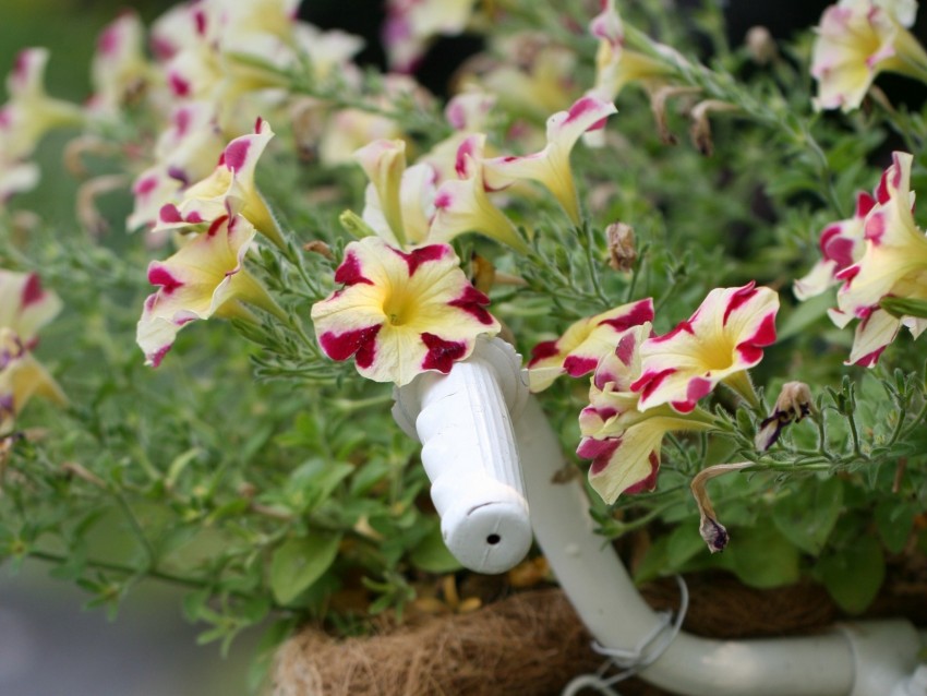 Free download | HD PNG petunia flowers bloom plant decorative 4k ...