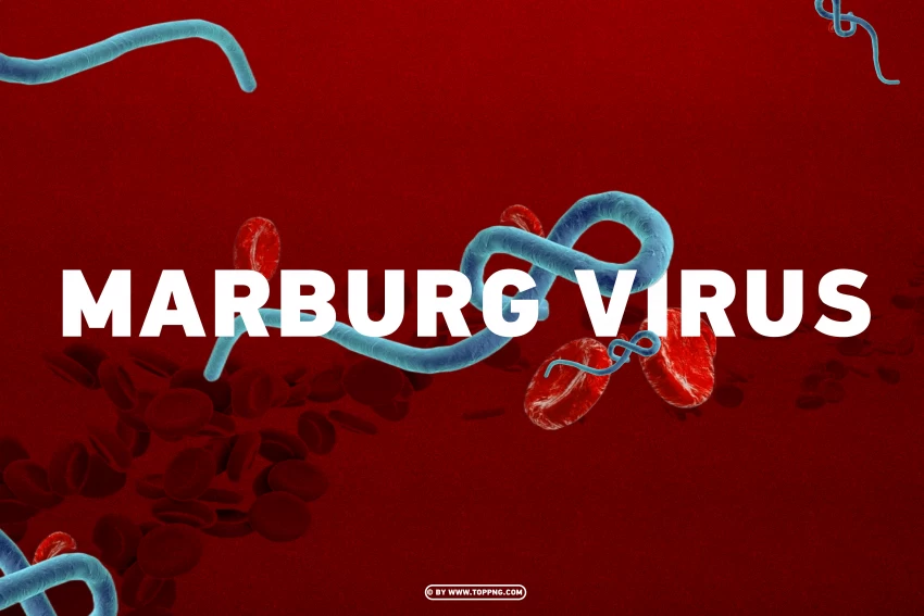 Free download | HD PNG photo of marburg virus on design background ...