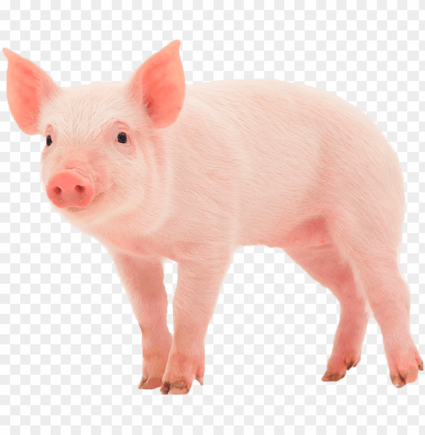 Free download | HD PNG pig | TOPpng