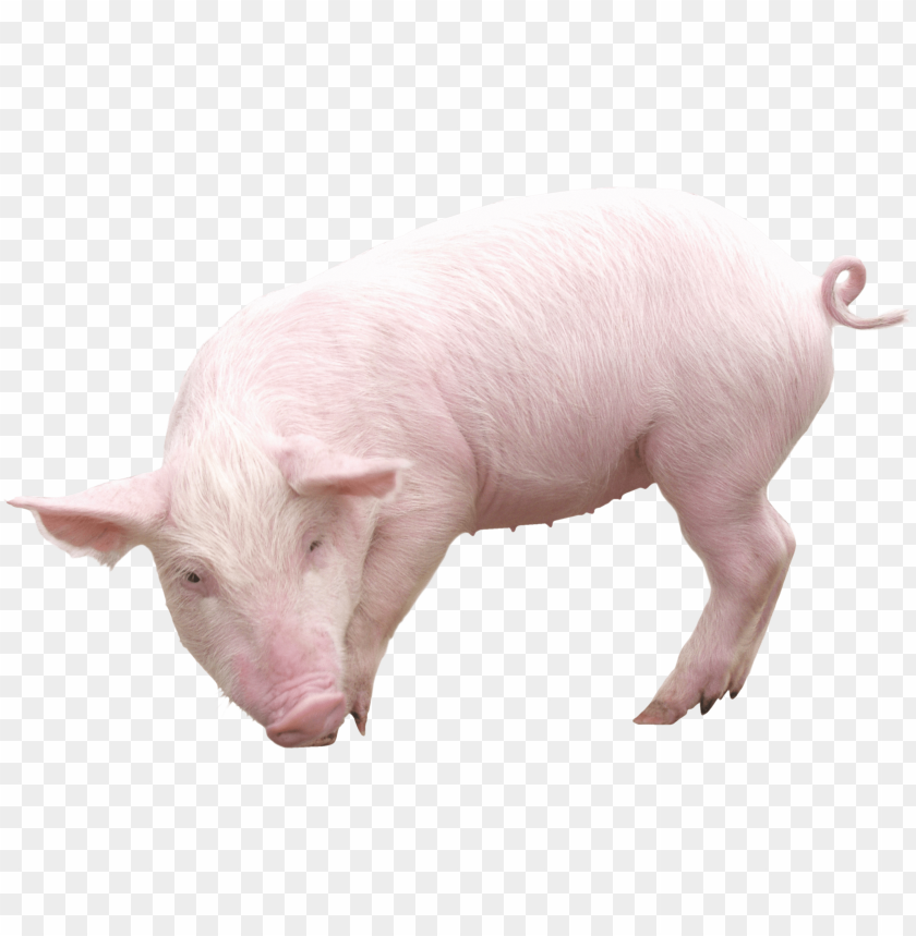 Free download | HD PNG pig standing png | TOPpng