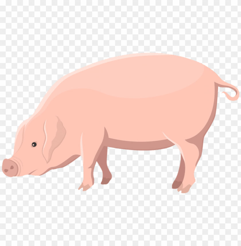 Free download | HD PNG pig transparent | TOPpng
