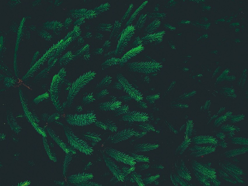 Free download | HD PNG pine needles branches tree dark 4k wallpaper ...