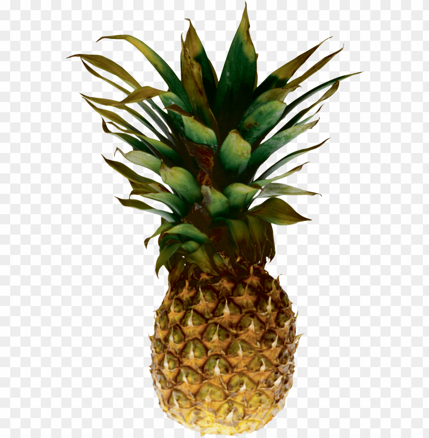Free download | HD PNG whole pineapple with spiky leaves png PNG images ...