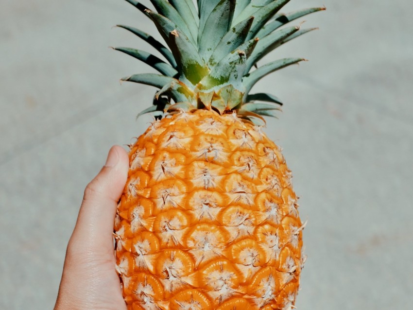 Free download | HD PNG pineapple fruit hand tropical 4k wallpaper | TOPpng
