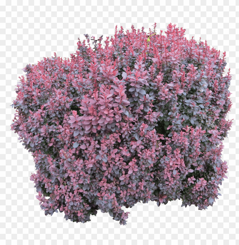 Free download | HD PNG PNG image of dense pink flowering bush with a ...