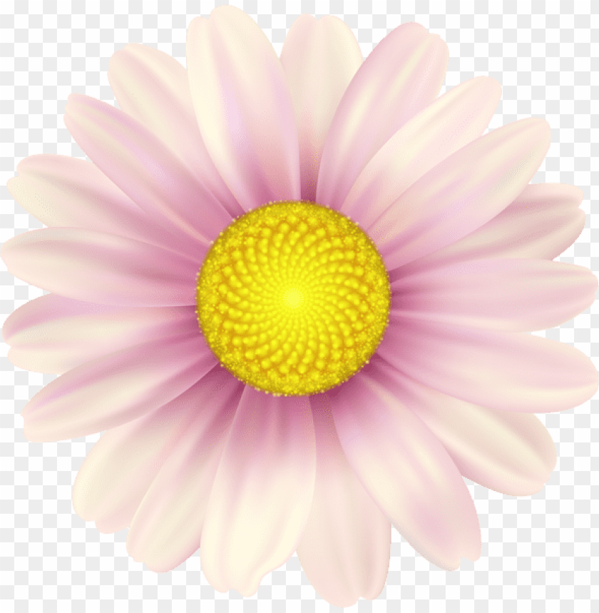 Free download | HD PNG PNG image of pink daisy with a clear background ...