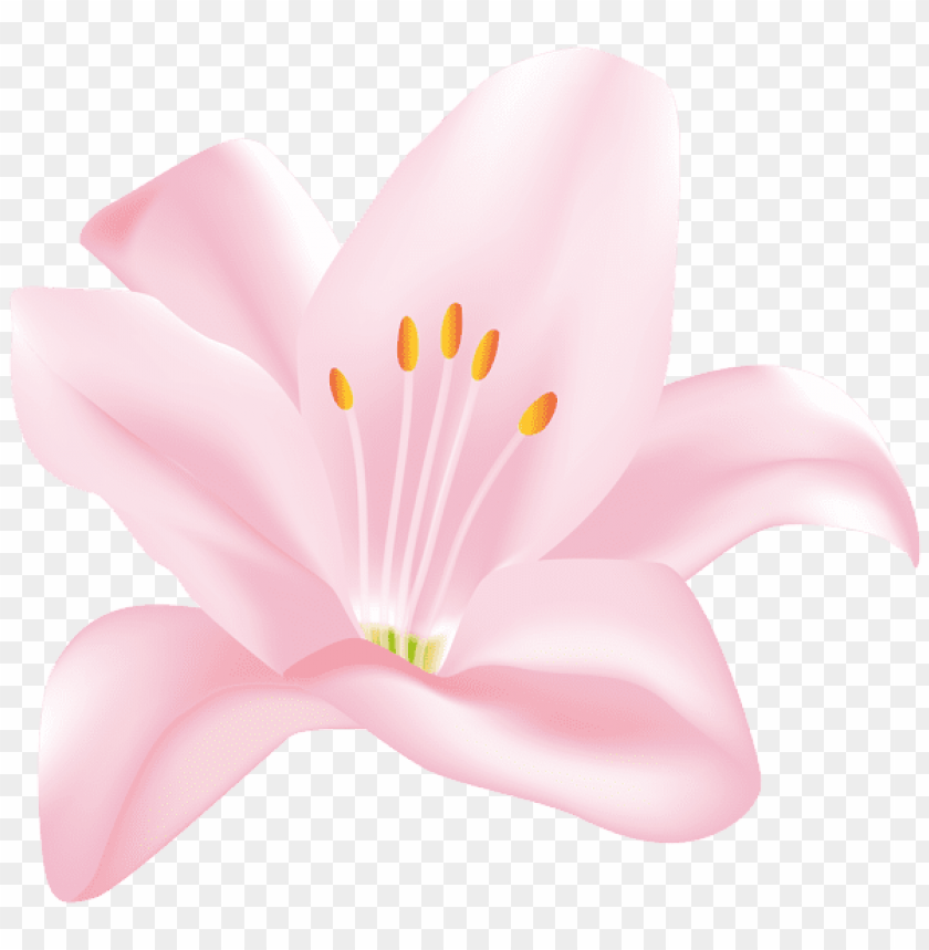 Free download | HD PNG PNG image of pink flower with a clear background ...