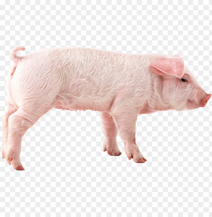 Free download | HD PNG pink pig resting png | TOPpng