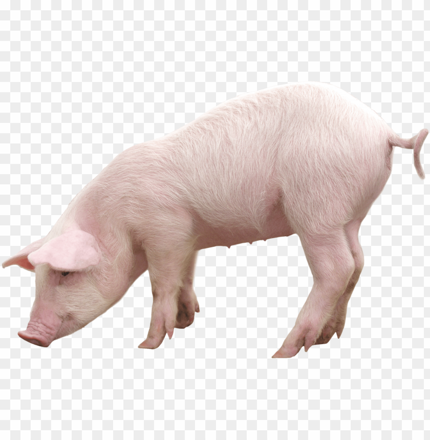Free download | HD PNG pink pig walking png | TOPpng