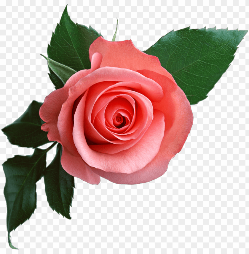 Free download | HD PNG PNG image of pink rose with a clear background ...
