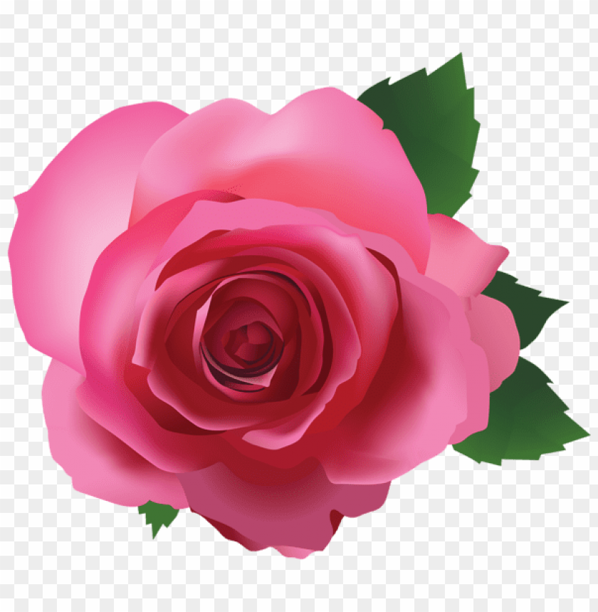 Free download | HD PNG PNG image of pink rose with a clear background ...