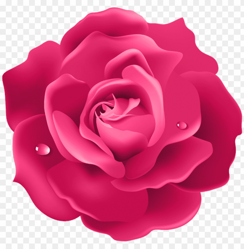 Free download | HD PNG PNG image of pink rose with a clear background ...